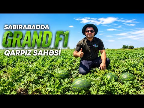 Sabirabadda GRAND F1 Qarpız Sahəsi | Güclü İnkişaf və Yüksək Məhsuldarlıq Potensialı.