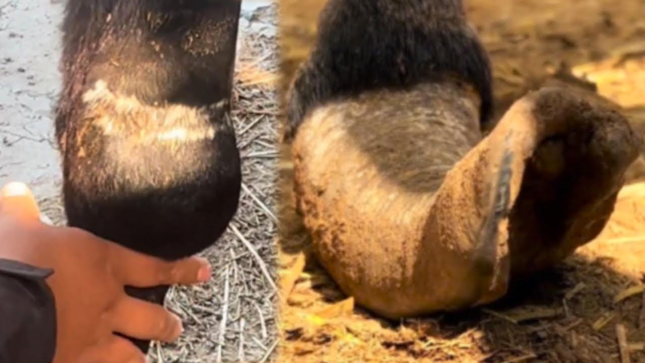 Rescue, There Is An Abscess On The Donkey's Leg, Trim The Hoof And ...