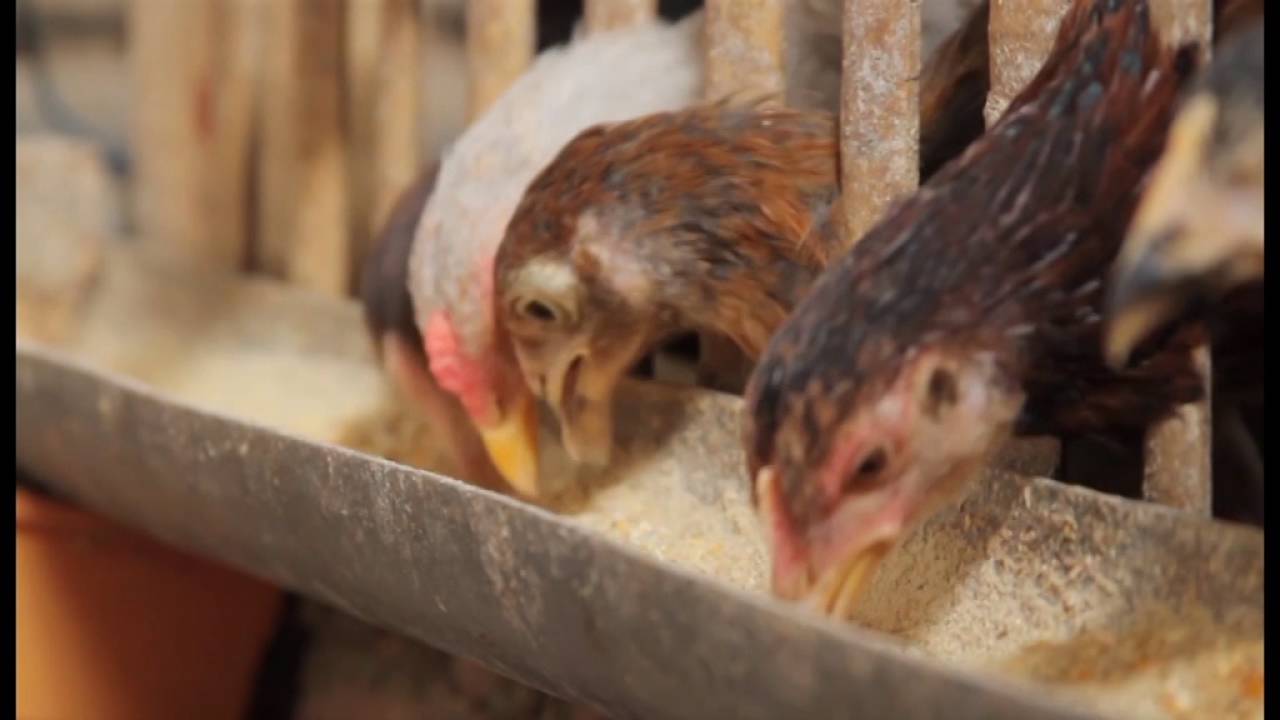 SDG Jawa Barat Ayam Sentul - YouTube