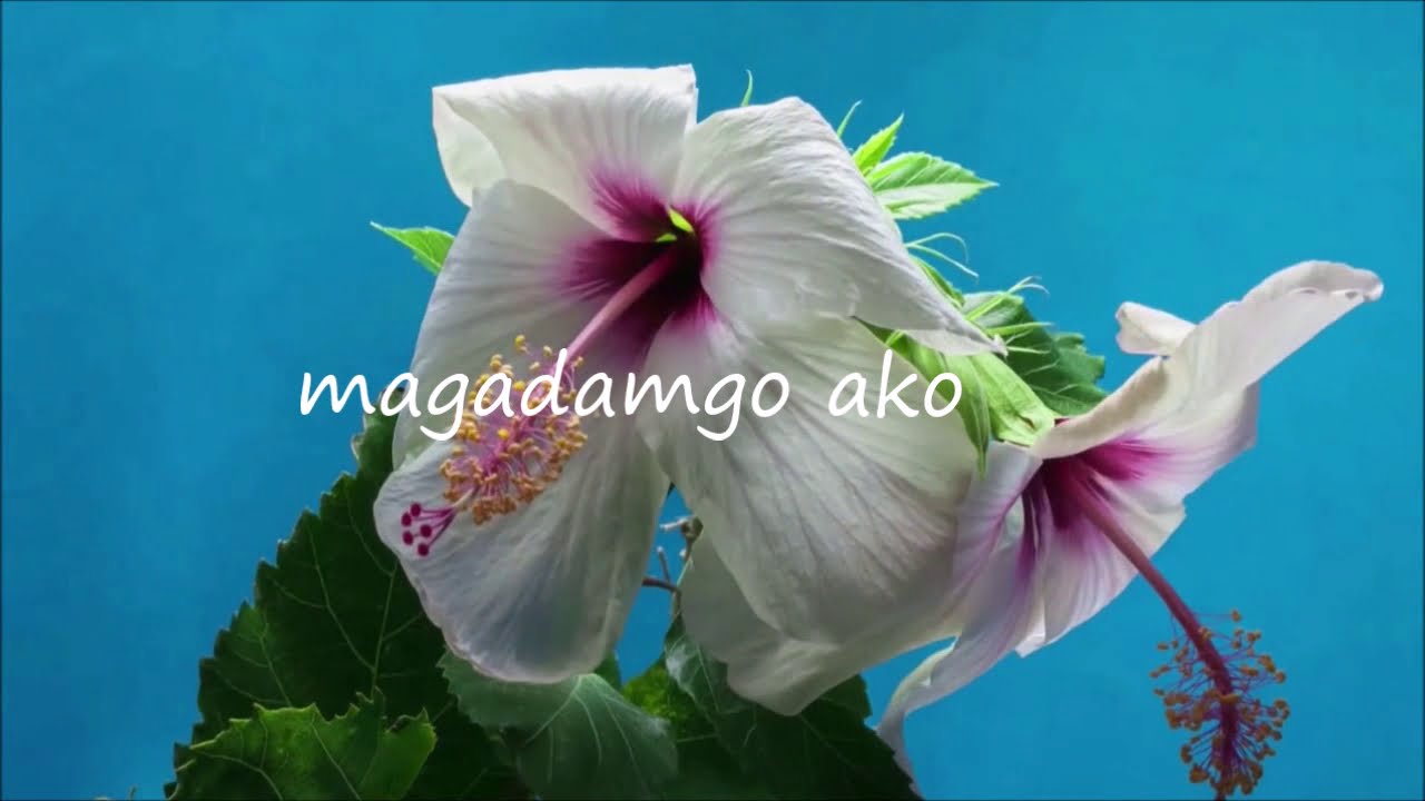 Usahay (Lyrics) - YouTube