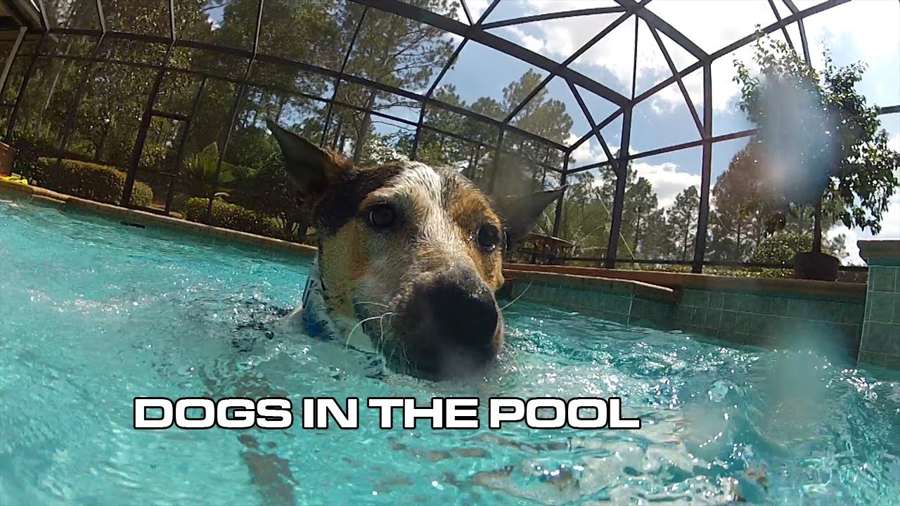 Dogs in the pool! - YouTube