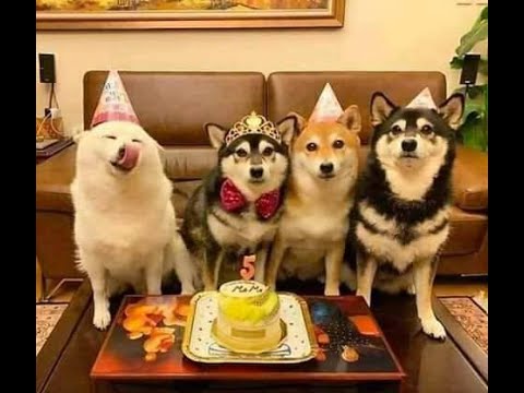 Hilarious Dogs Making Funny Noises Compilation - YouTube