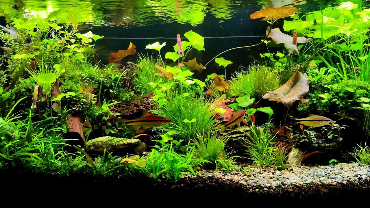 Akwarystyka roślinna Przemek p. - YouTube