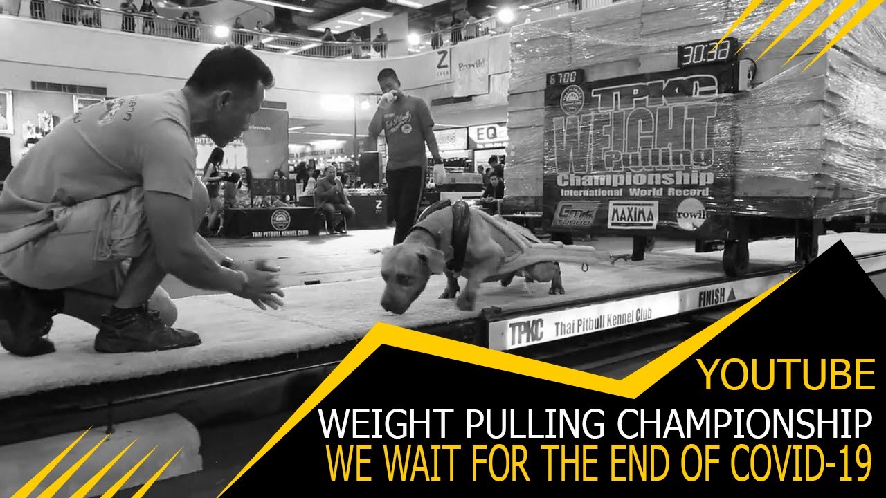 Weight Pulling Championship - We wait for the End of Covid-19 - YouTube