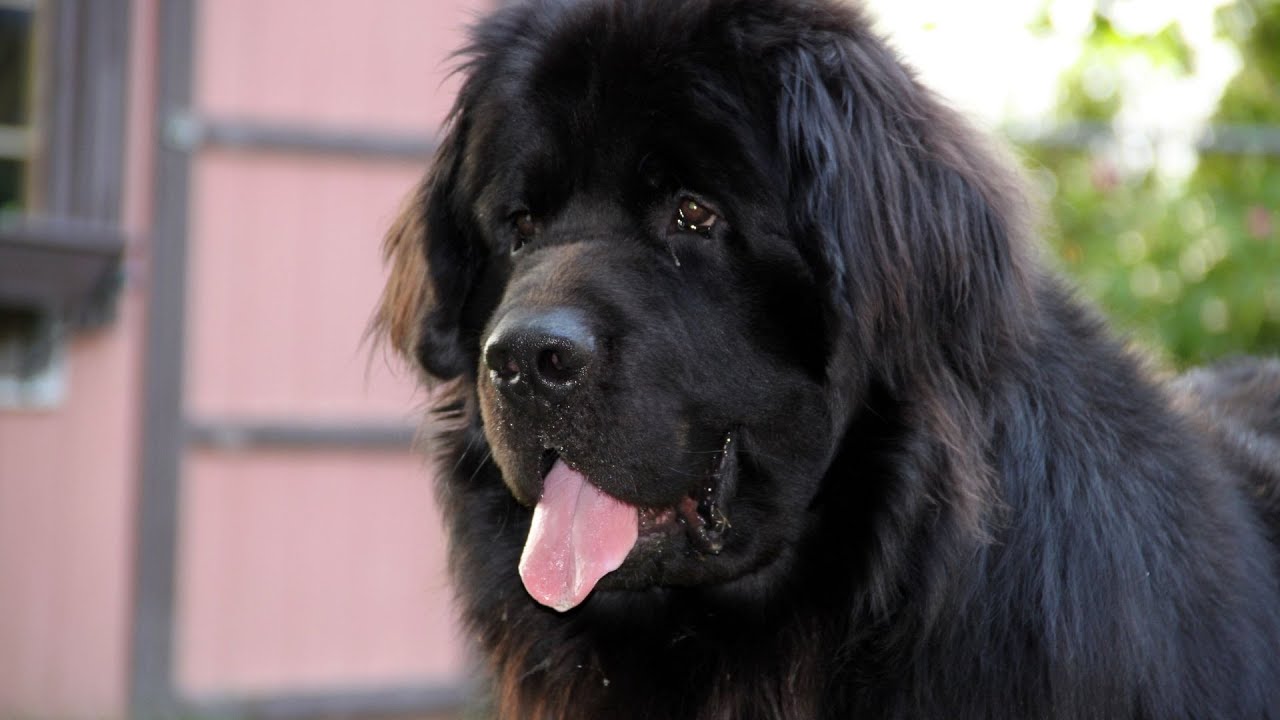 How to Care for Your Newfoundland Dog's Paws - YouTube