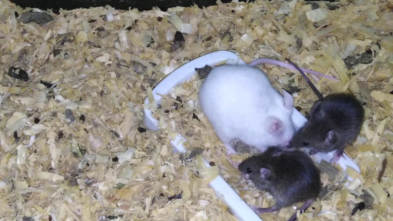 Albino Rat Panda mice melezi - YouTube