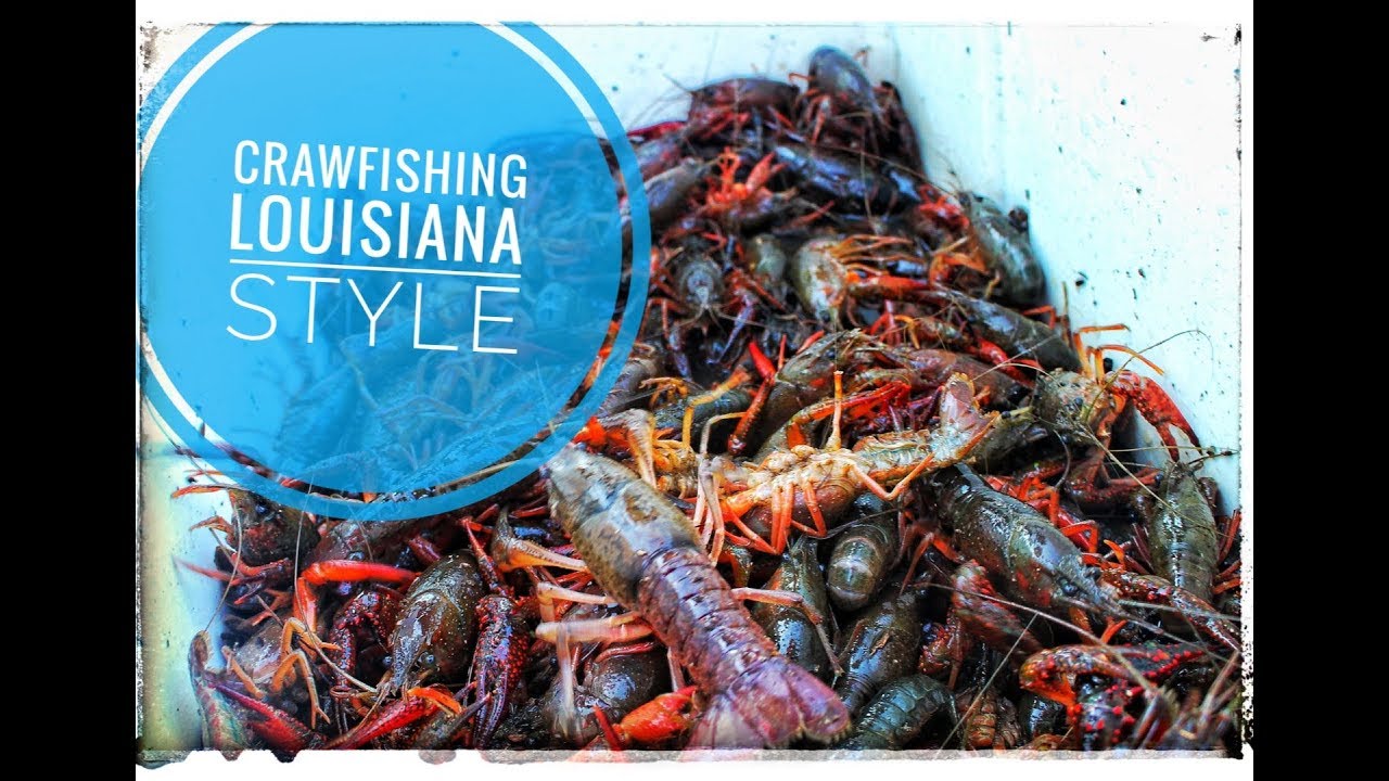 Louisiana Crawfishing - YouTube
