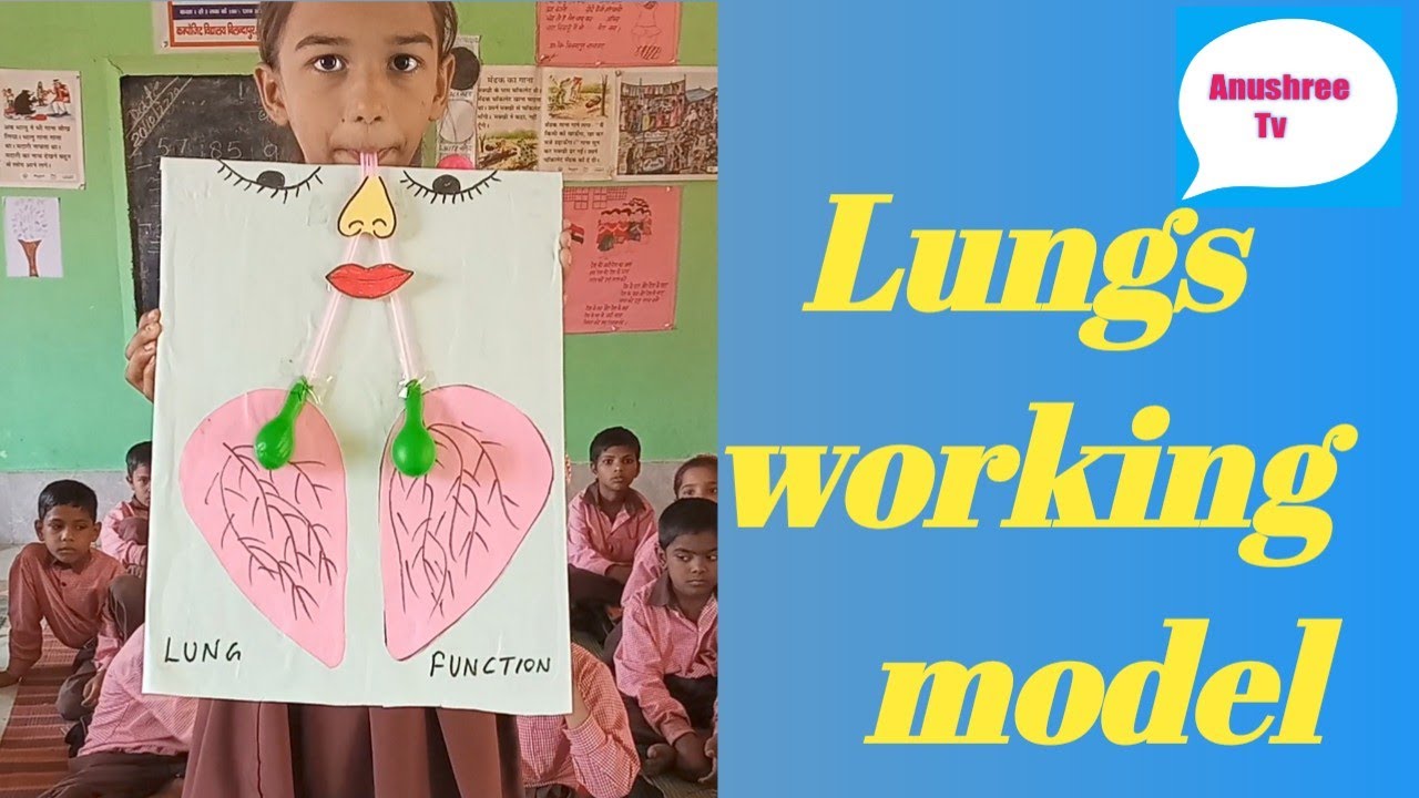 Easy lungs model making for kids, model for toddlers, school project ...