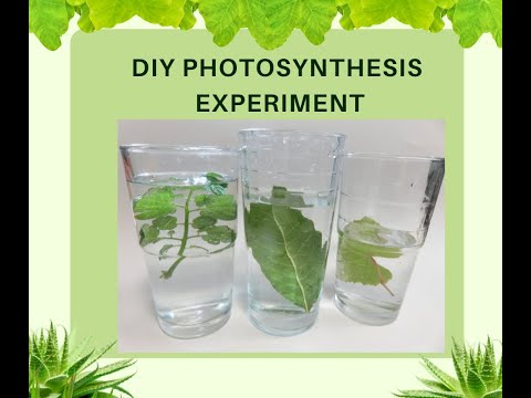 DIY Photosynthesis Experiment - YouTube