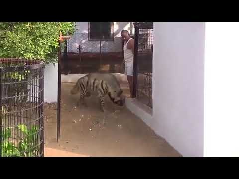 Dr.Prakash Baba Amte's Animal arc - see beautiful bond of human and ...