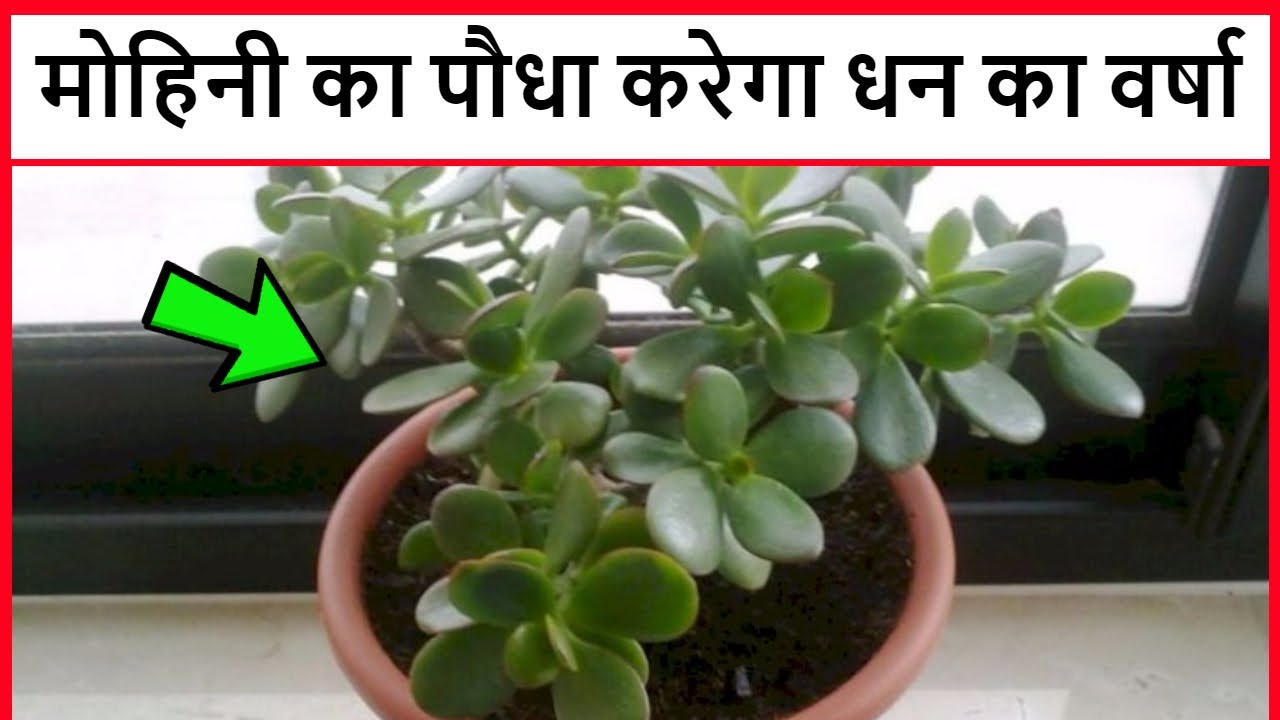 मोहिनी का पौधा कैसा होता है करेगा धन का वर्षा – Mohini Plant Benefits ...