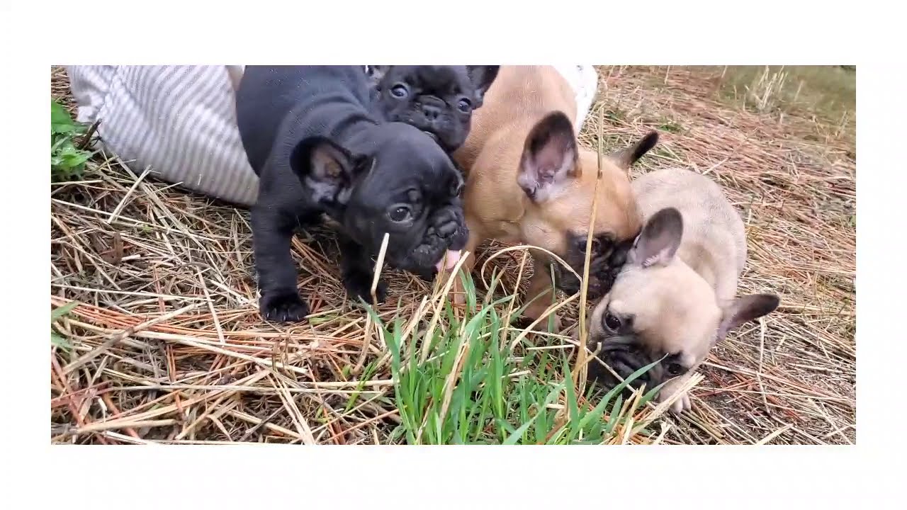 Frenchies puppies playing outside - YouTube