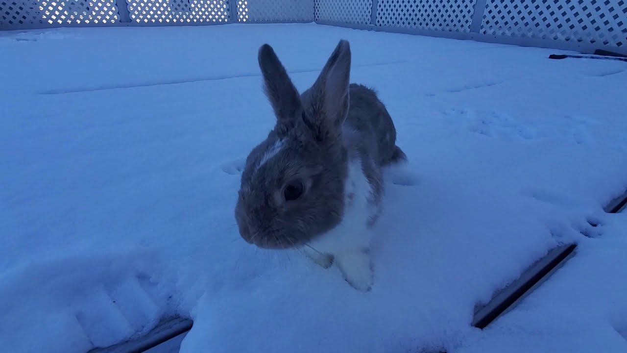 Bunny in the snow for the first time! - YouTube