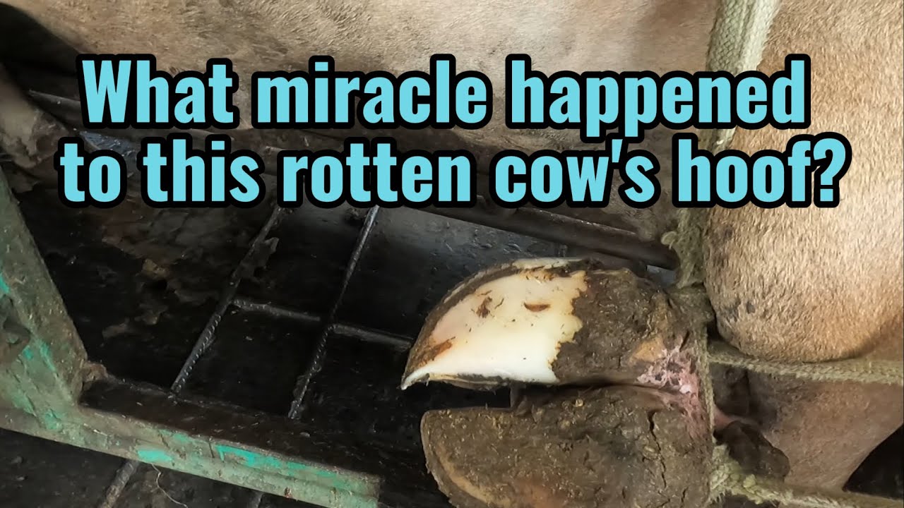 The cow's hooves were extremely foul-smelling. The cow was staggering ...