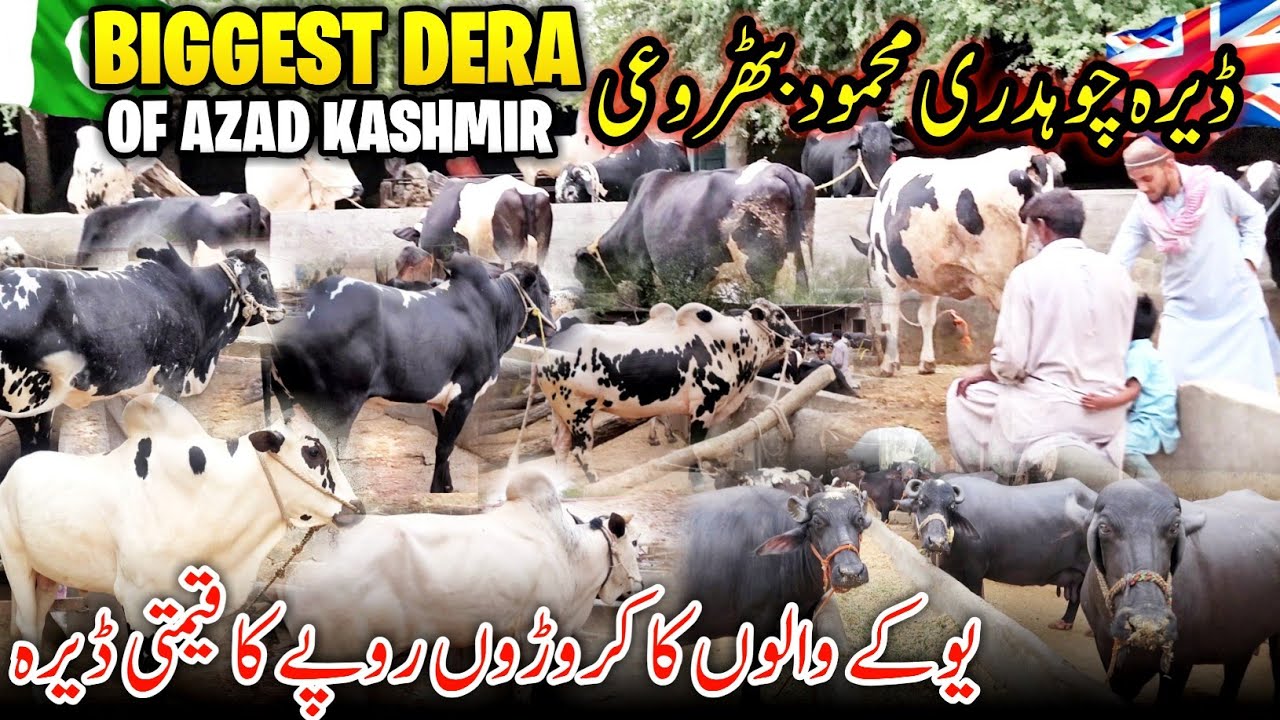 Biggest Dera Of Uk People in Pakistan 🇬🇧😍 Worth Crore Of Rupees || Ch ...