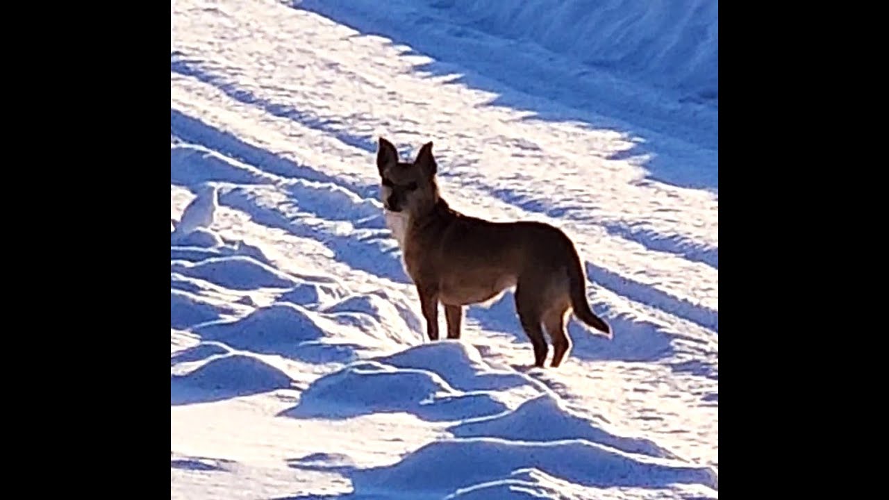 Norwal's Next Step - YouTube