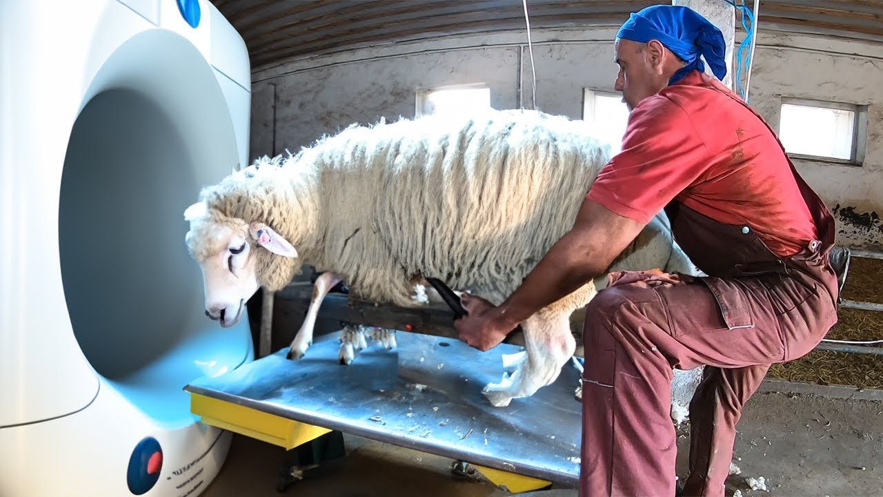 Most Satisfying Sheep Shearing🐑 - Modern technology - YouTube