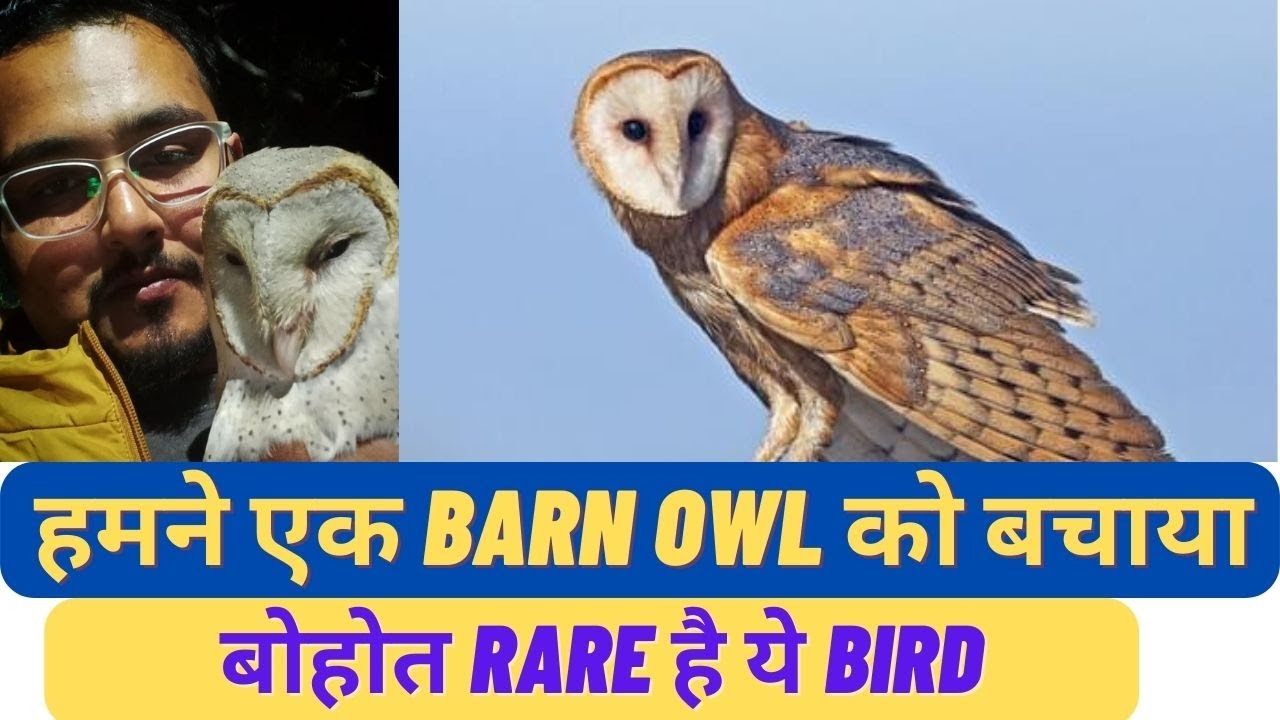 How We Saved a Barn Owl | What is a Barn Owl | Rescued a Barn Owl - YouTube