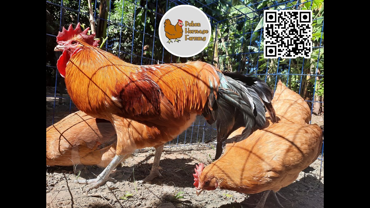 Golden Australorp - YouTube