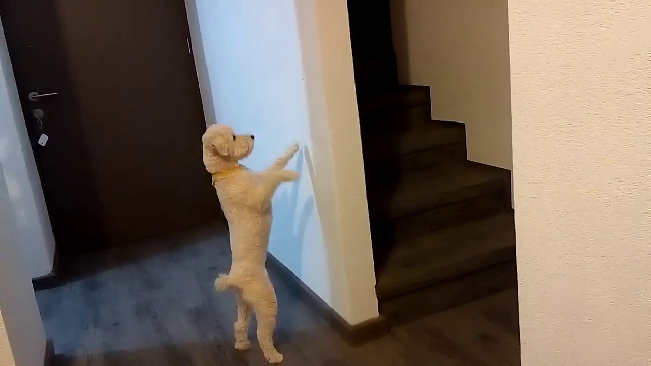 POODLE VS FLY WHO WILL WIN 🐶 🦟 - PERLA THE POODLE DOG - YouTube