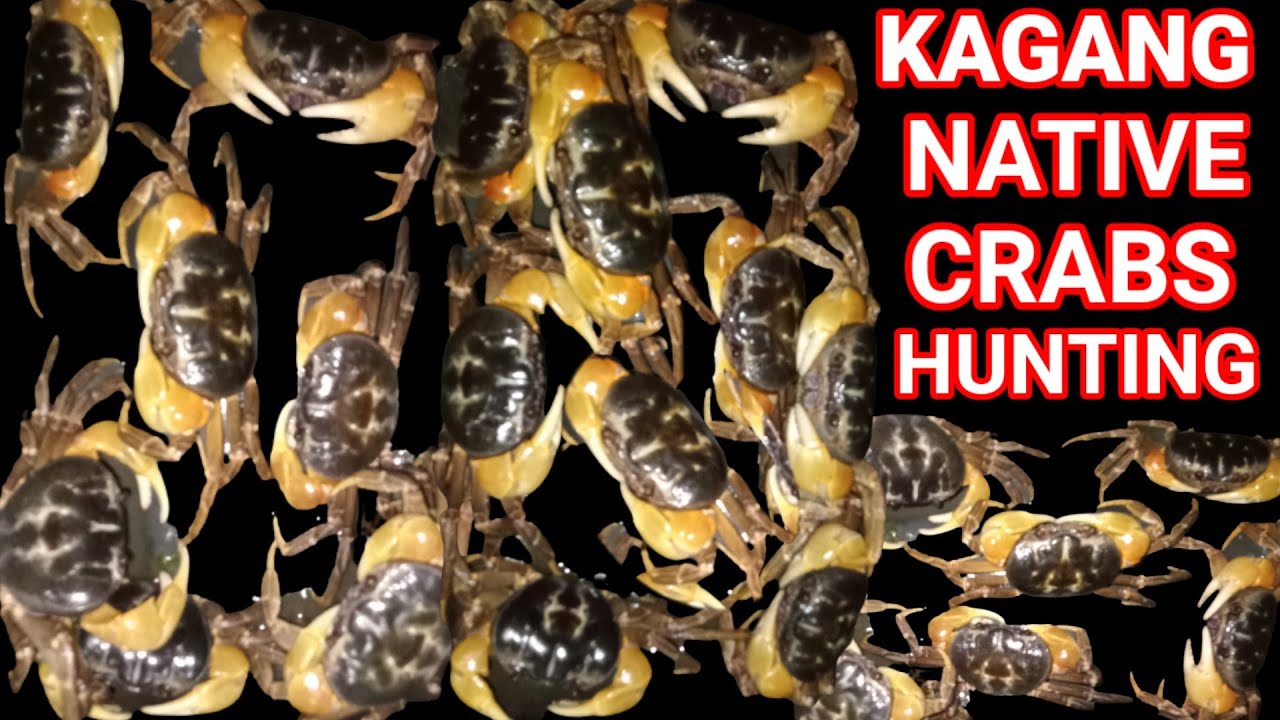 KAGANG NATIVE CRABS HUNTING - YouTube