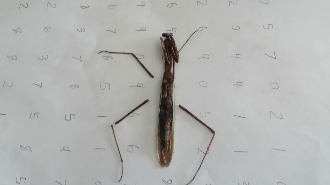repairing broken mantis specimen - YouTube