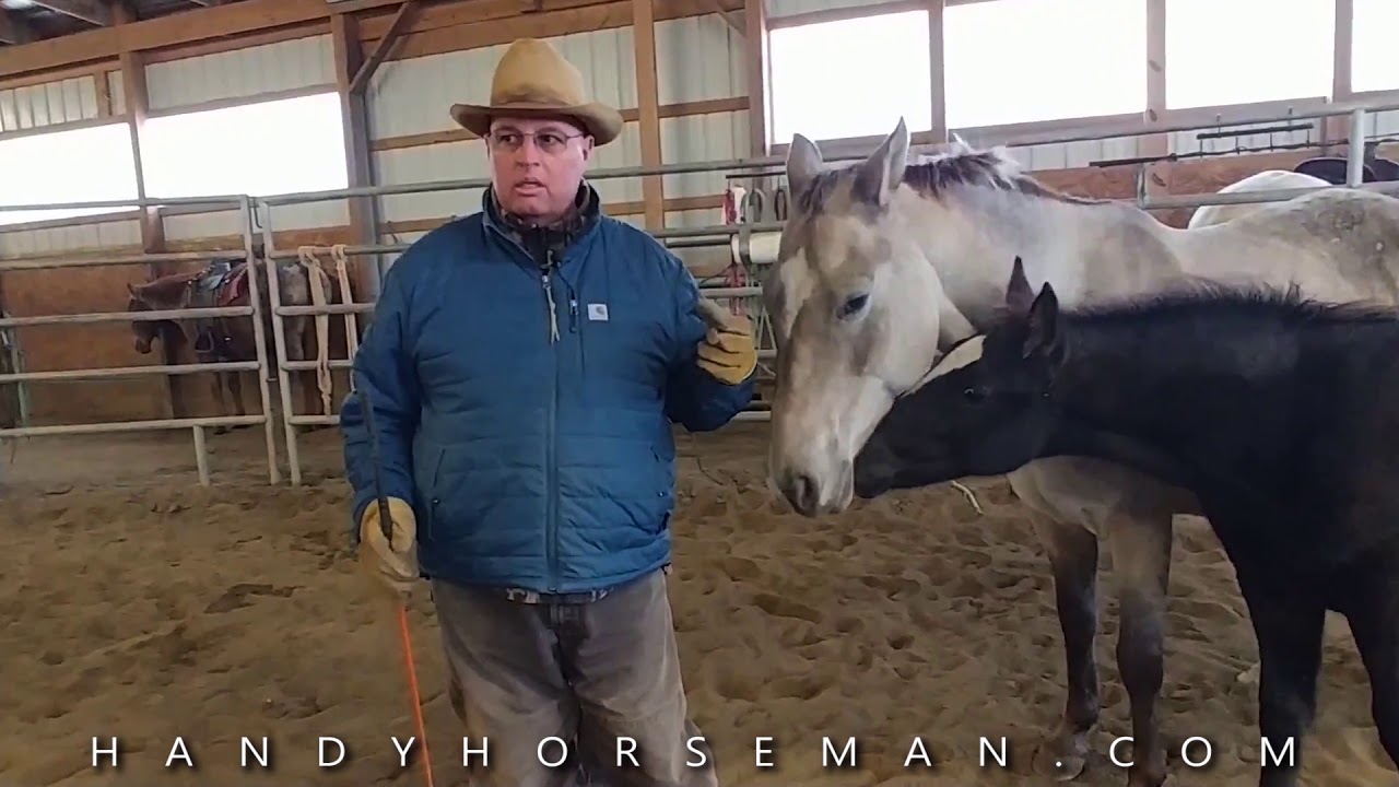 Working With A Foal, Colt Series - Part 1 - YouTube