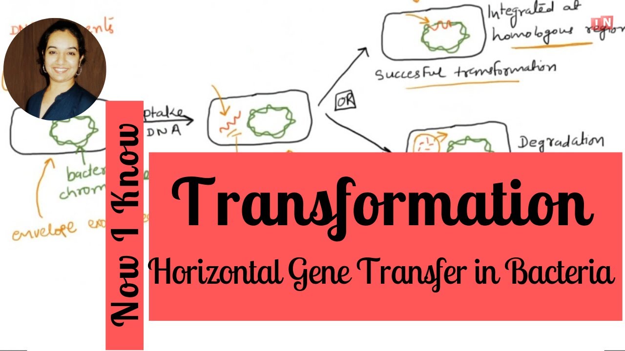 Bacterial Transformation - Horizontal Gene Transfer Part – II - YouTube