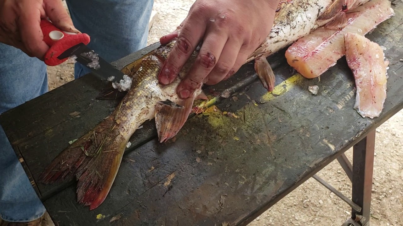 How to fillet a pike Boneless *Best Pike* - YouTube