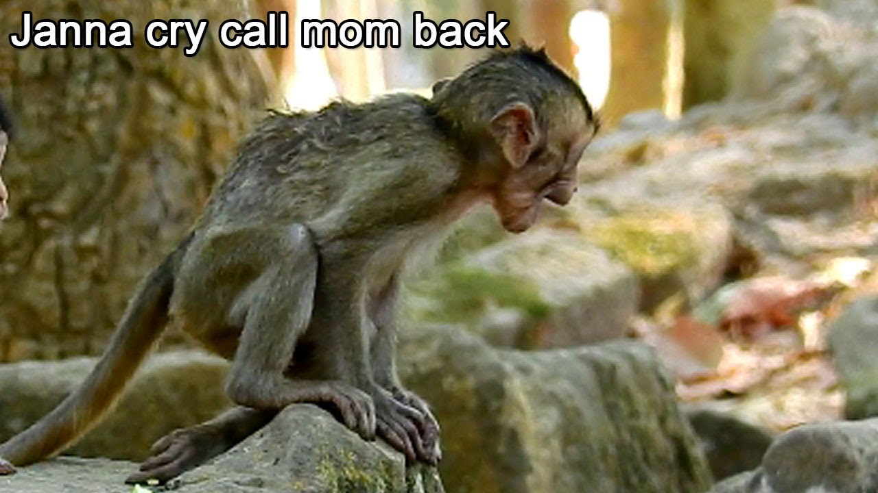 Pitiful adorable Janna crying loudly call mom back, Jane leaves her ...