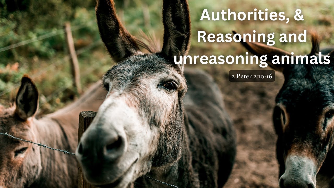 Authorities, & reasoning and unreasoning animals 2 Peter 2:10-16 - YouTube