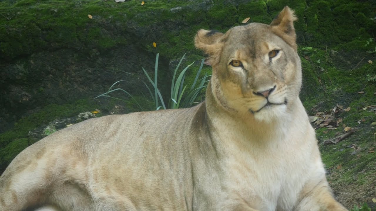 शेर के बारे में रोचक तथ्य जानिए हिंदी में | Lion interesting facts in ...