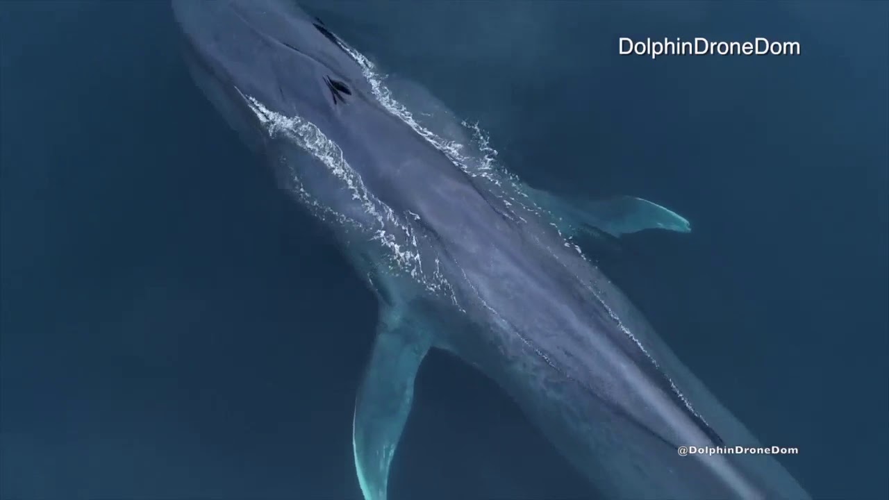 Video: Blue whale and calf off San Diego coast - YouTube