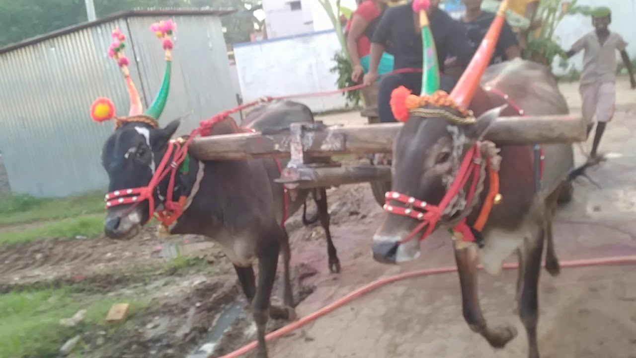 Mattu pongal vandi - YouTube