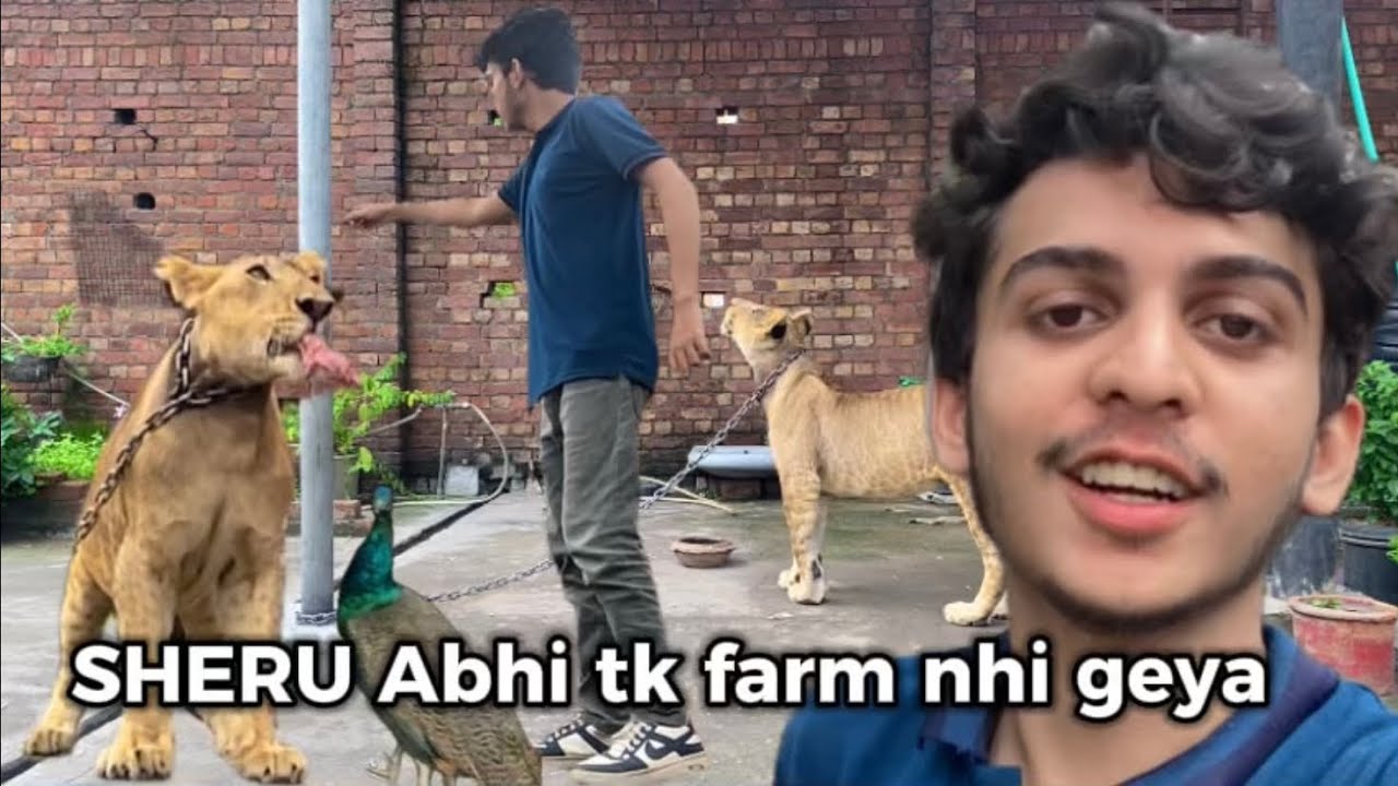Hamra lion Sheru abhi tk farm nhi geya.. lion king 🦁minizoo petsvlog ...