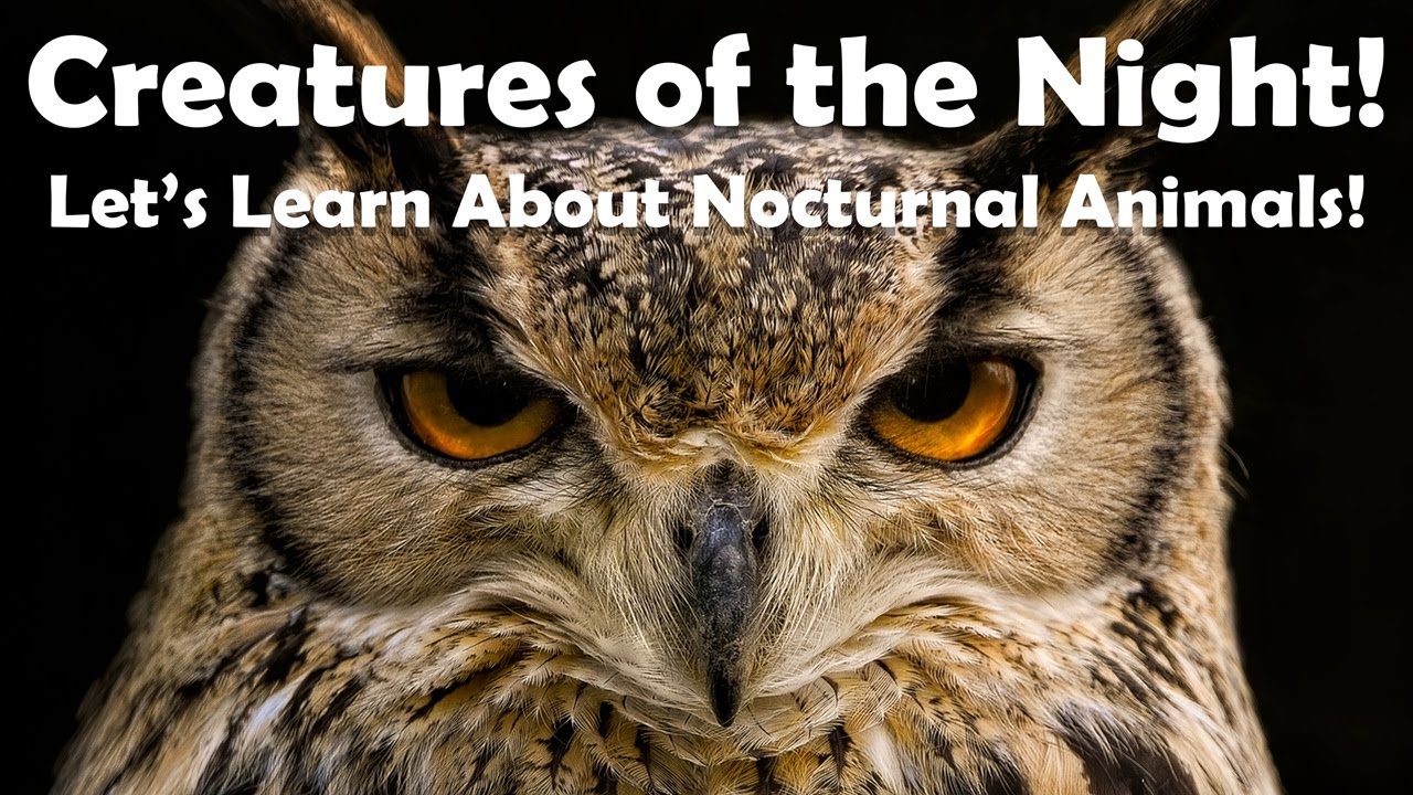 Creatures of the Night! Let’s Learn About Nocturnal Animals! - YouTube