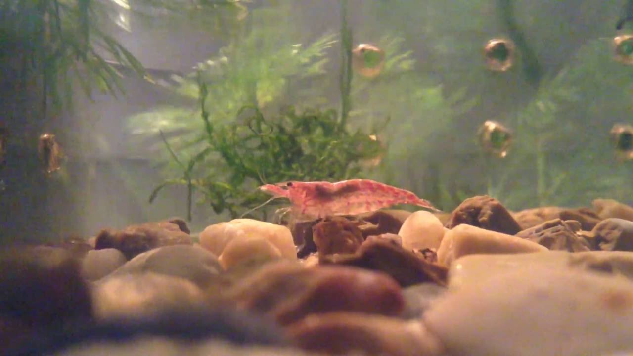 HERMOSA GAMBA RED CHERRY PASEANDO POR LA PARIDERA JEJE 😜 - YouTube