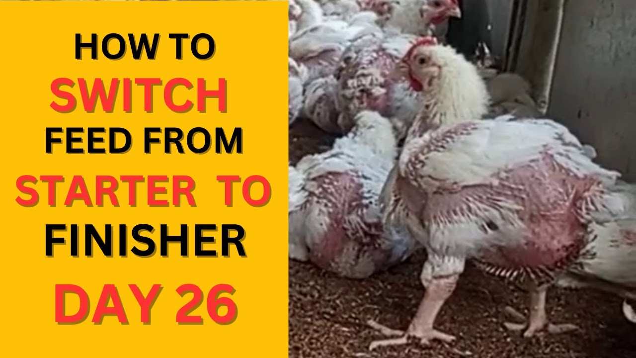 How And When To Switch From Starter Feed To Finisher Feed | Day 26 ...