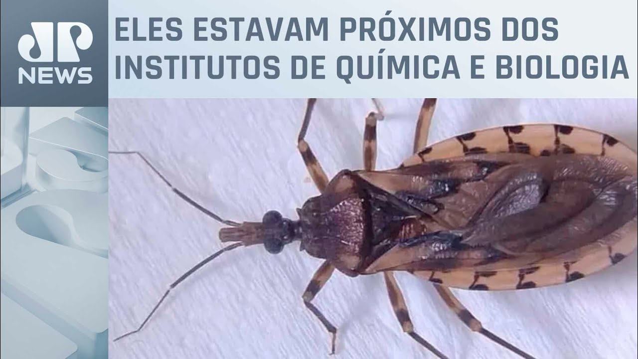 Seis insetos do tipo barbeiro são encontrados na USP - YouTube