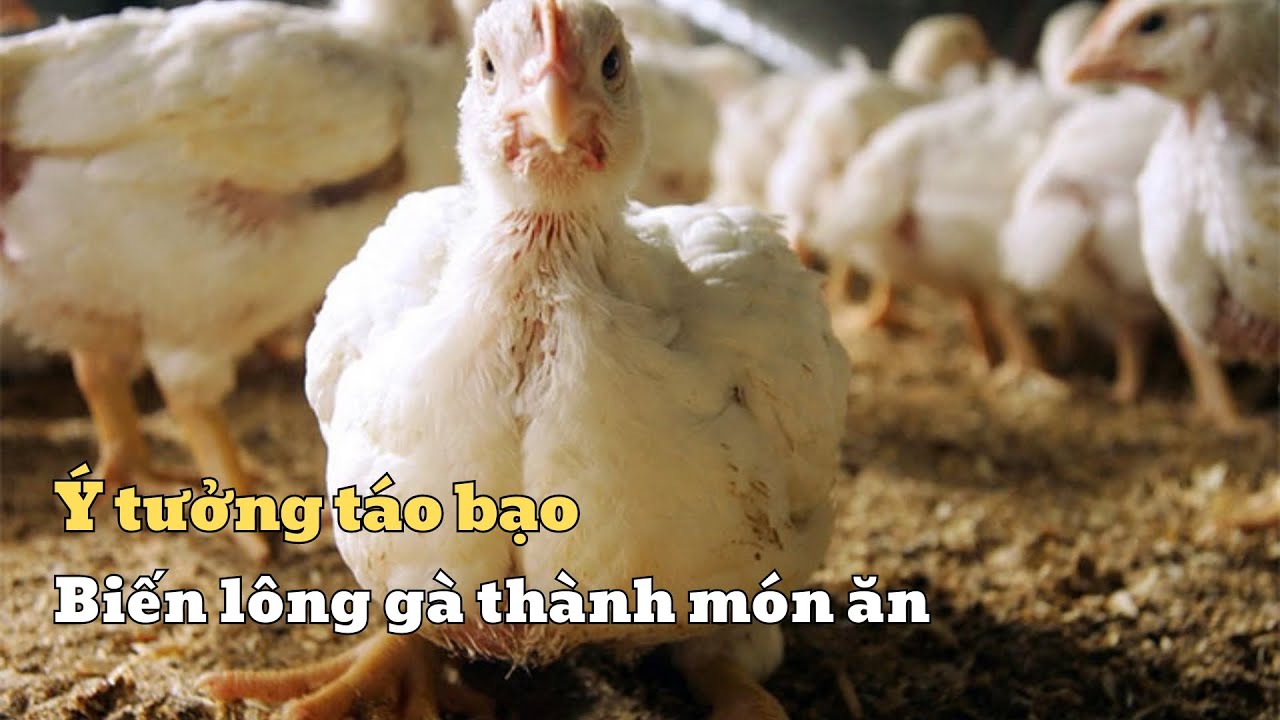 Ý tưởng táo bạo của công ty Anh Biến lông gà thành món ăn - YouTube