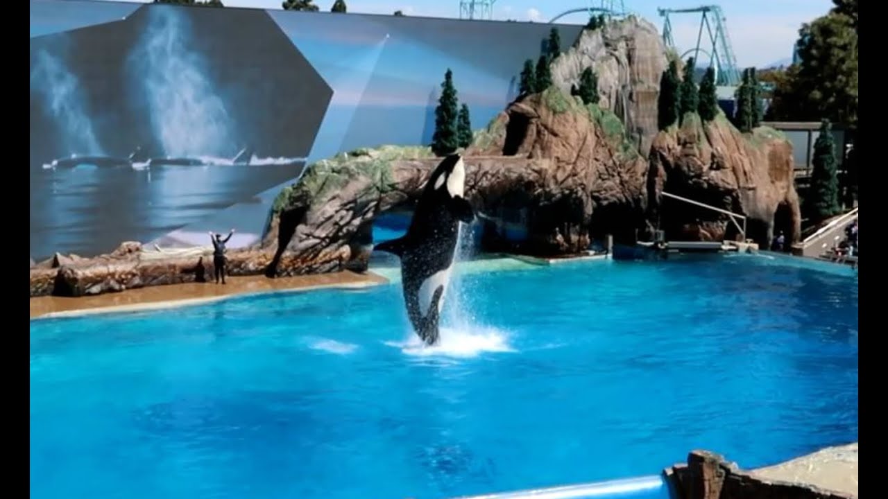 Orca Show at Seaworld!! - YouTube