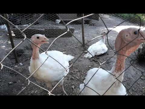 Curcani de carne.Cum sa-i creștem corect.Meat turkeys - YouTube