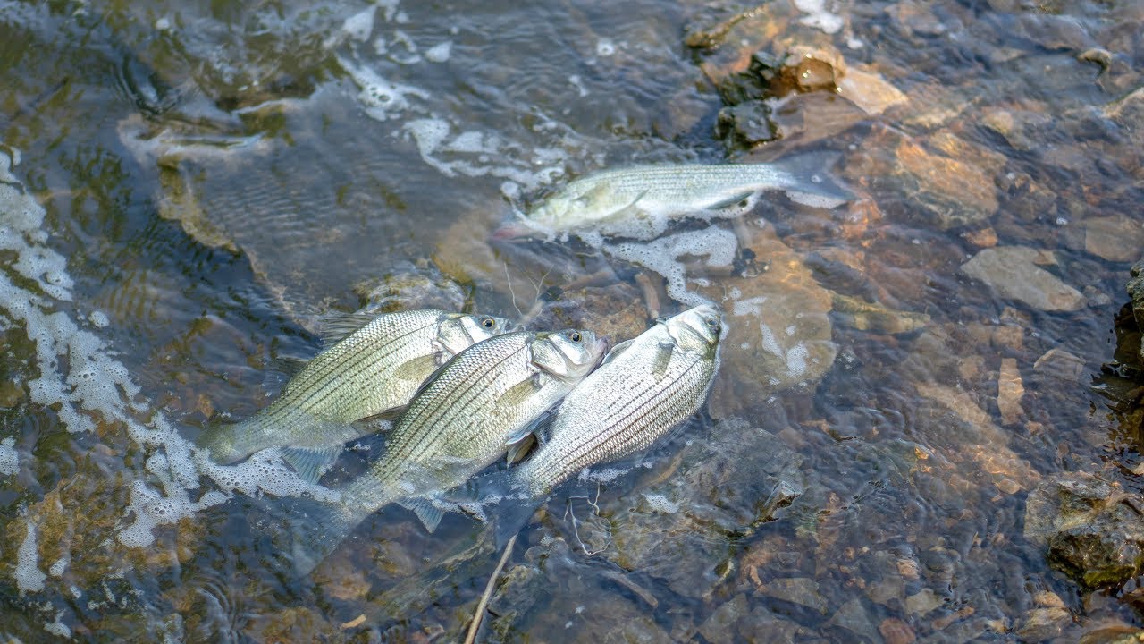 Hybrid Striped Bass Fishing (Wiper) Part 1 - YouTube