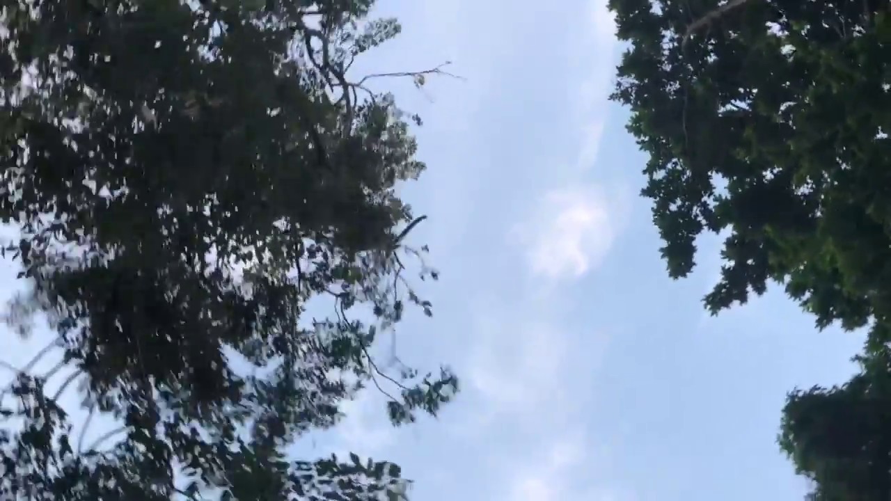 WILD CLIPZ- Endangered Monkeys Get Airborne 1 - YouTube