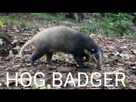 Hog Badger 🦡🦡 in KAZIRANGA NATIONAL PARK - YouTube