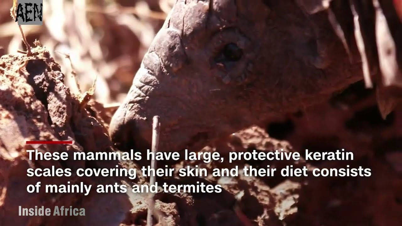 Pangolins are the world's most poached animal - YouTube