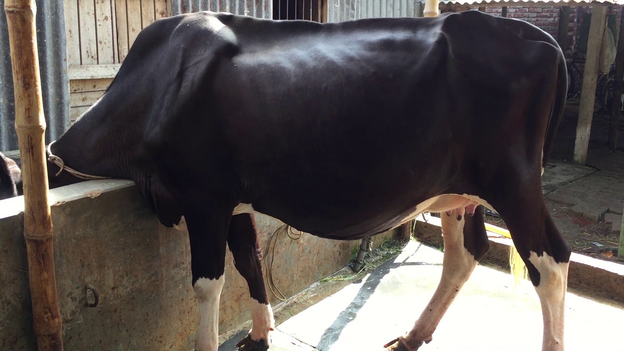 Cow Market : Dairy Cow Price / gavi gorur life trailer - 01770664989 to ...