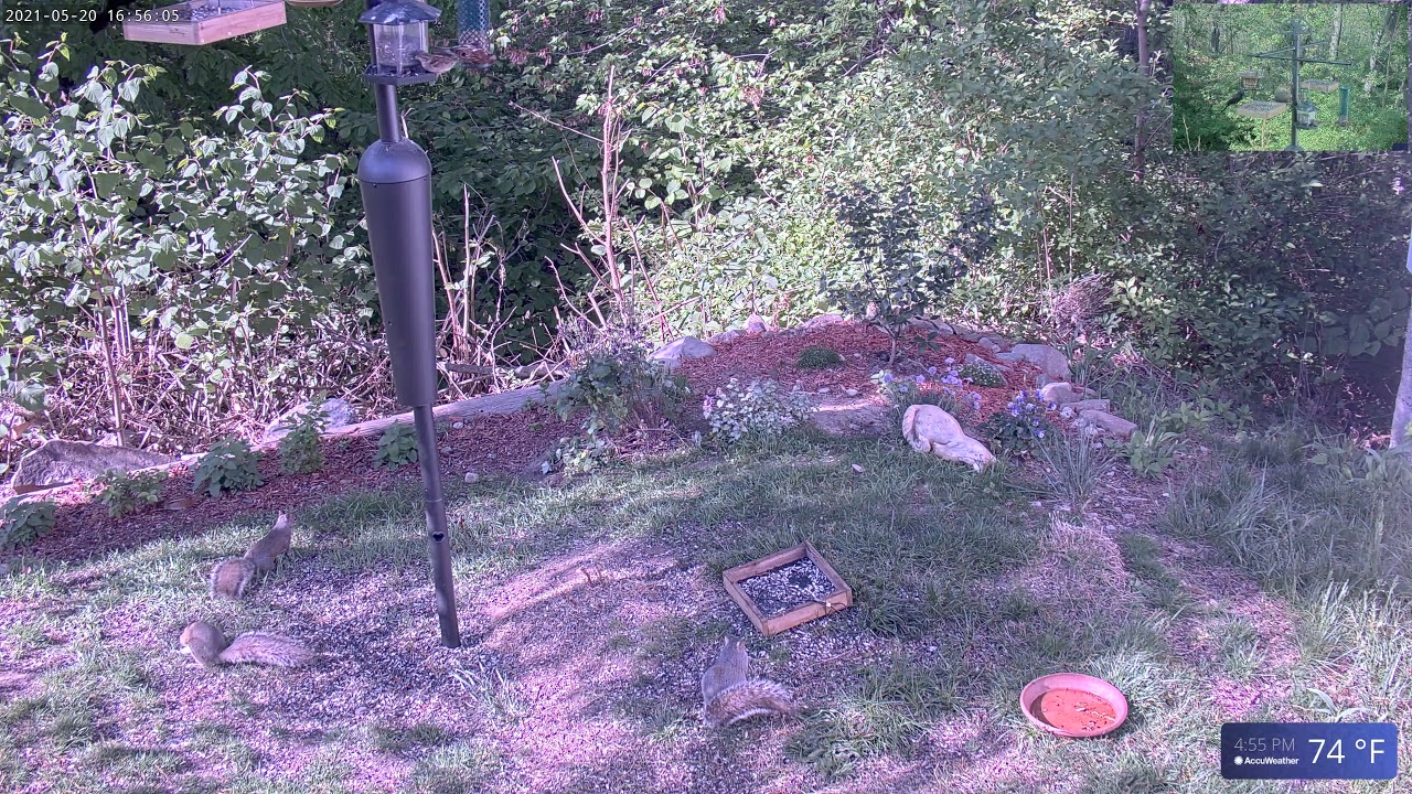 Squirrel Dropkick - YouTube