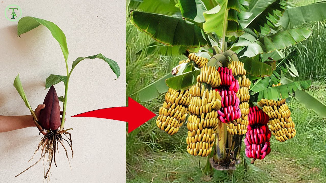 Latest Technique: Grafting Banana Trees For Many Fruits From Banana ...