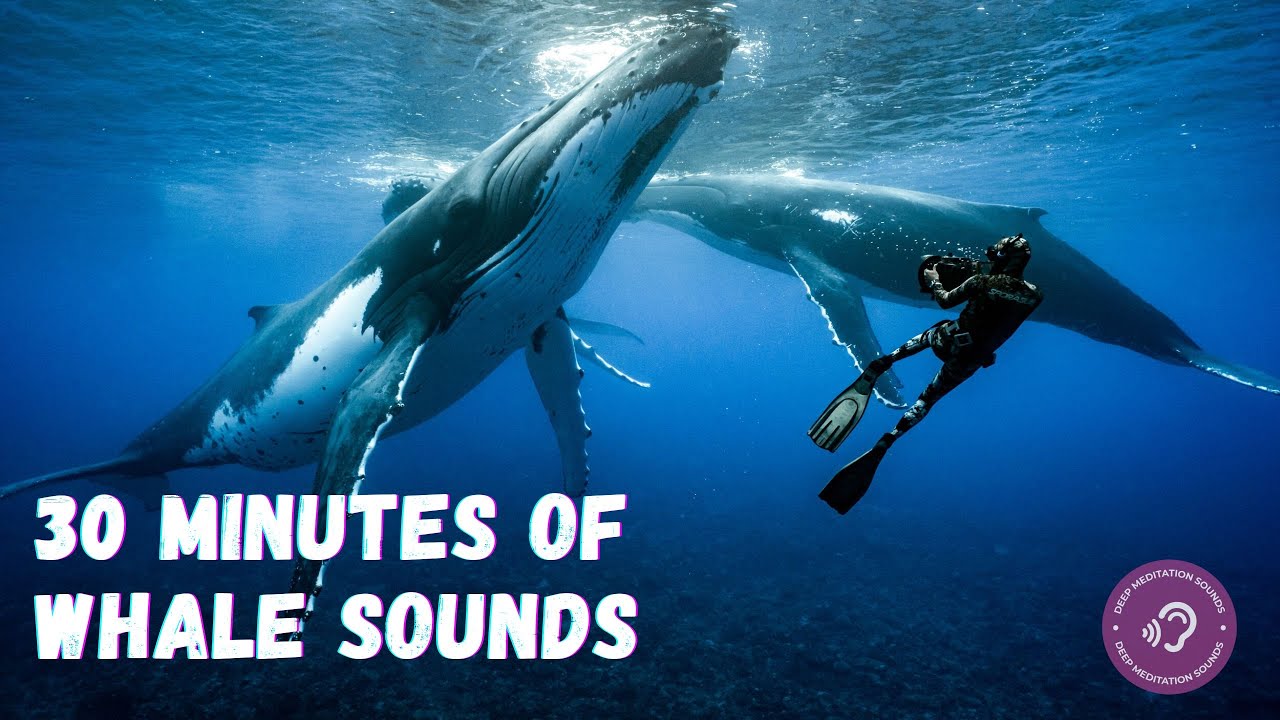 Fall asleep in 30 min with Whale Sounds - Relaxing Underwater Whale ...